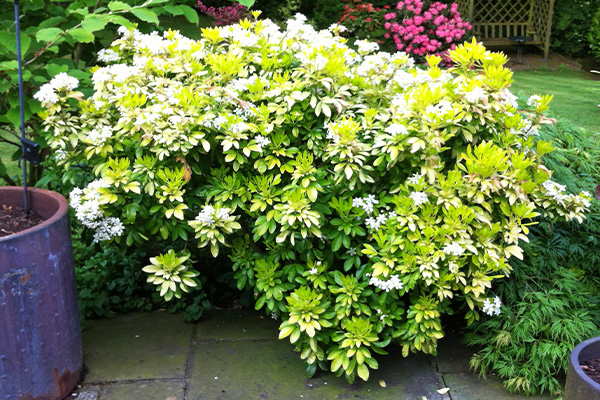 How to Plant and Grow Choisya with J. Parker's