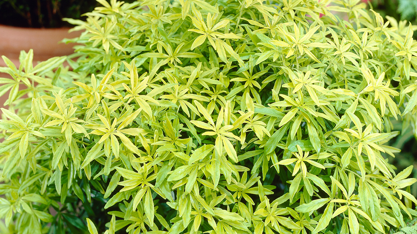 How to Plant and Grow Choisya with J. Parker's