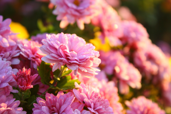 How to Plant and Grow Chrysanthemum with J. Parker's