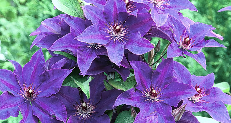 How to Plant and Grow Clematis with J. Parker's