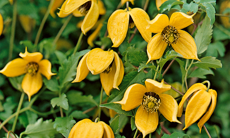 How to Plant and Grow Clematis with J. Parker's