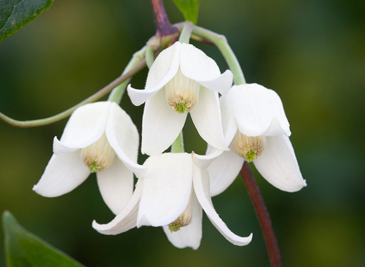 How to Plant and Grow Clematis with J. Parker's