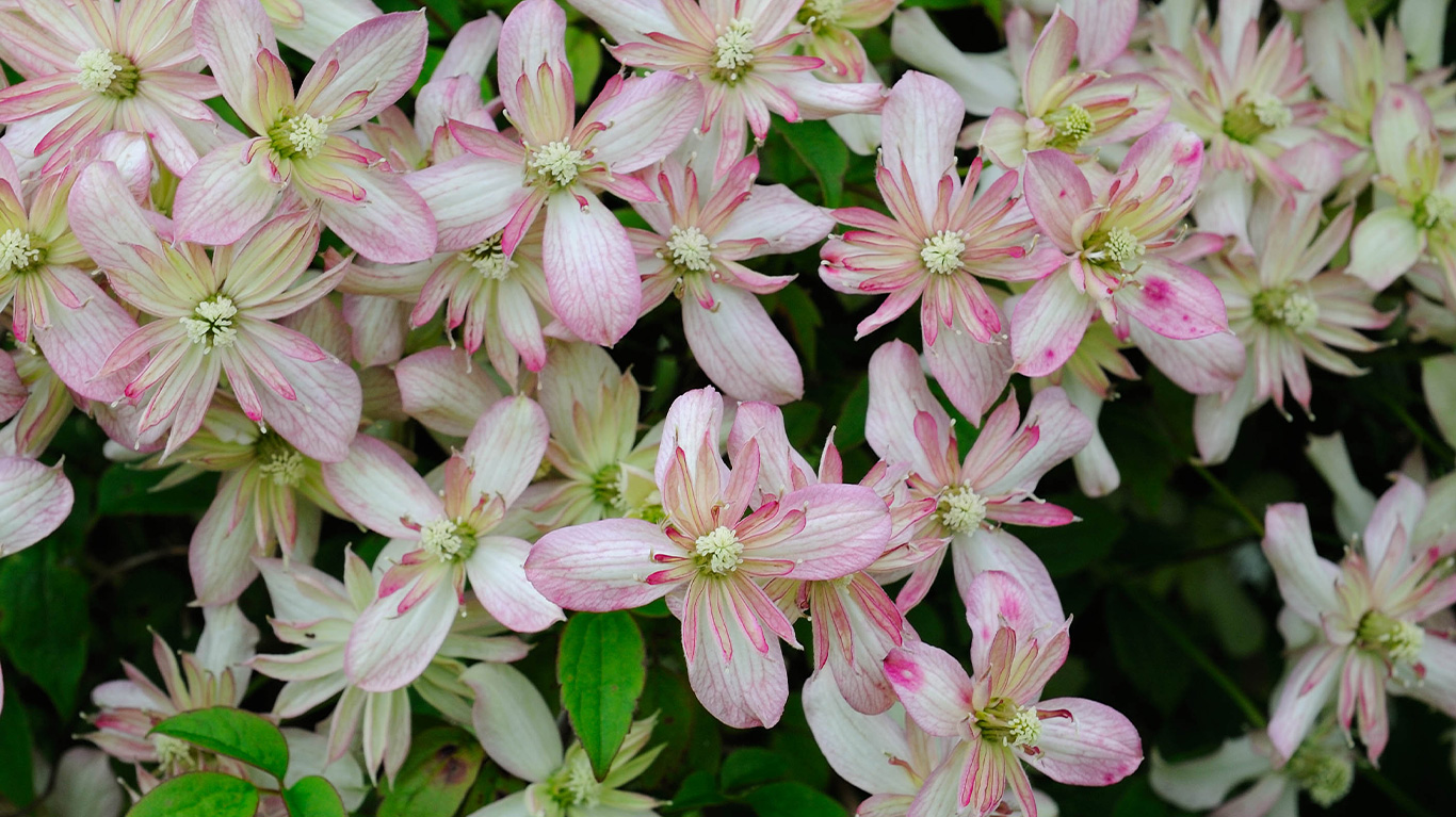 How to Plant and Grow Clematis with J. Parker's