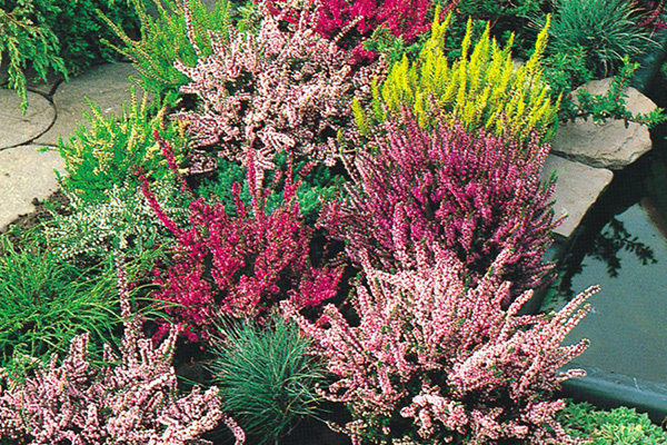 How to Plant and Grow Heathers with J. Parker's