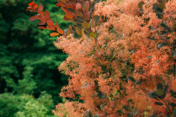 How to Plant and Grow Cotinus with J. Parker's
