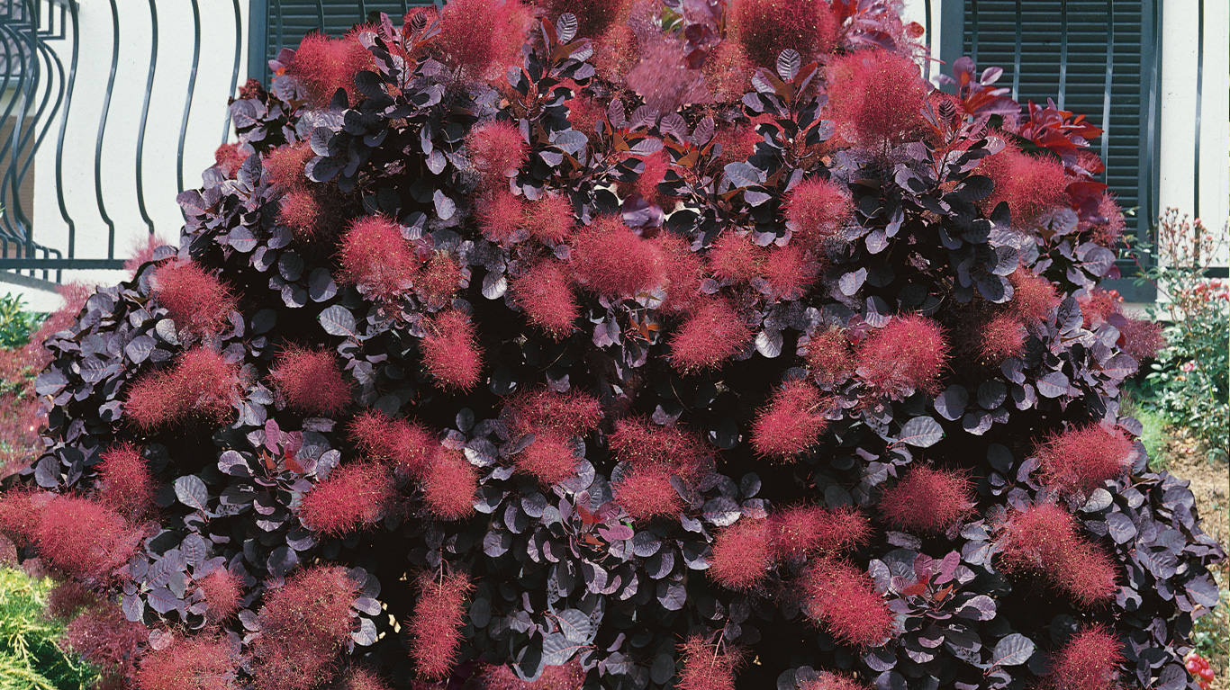 How to Plant and Grow Cotinus with J. Parker's
