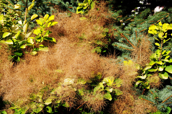How to Plant and Grow Cotinus with J. Parker's