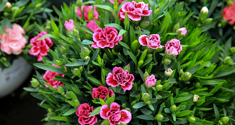 How to Plant and Grow Dianthus with J. Parker's