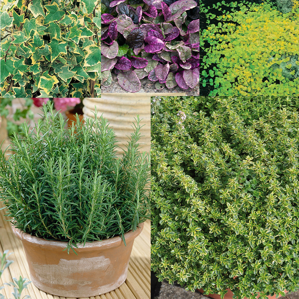 J. Parker's - Garden Plants & Bulbs