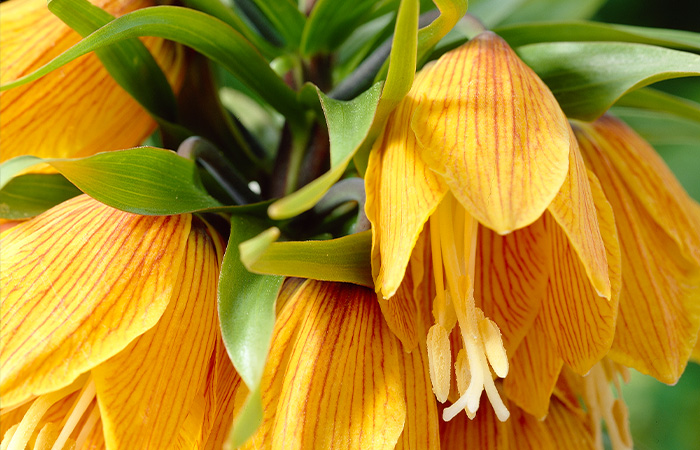 How to Plant and Grow Fritillaria with J. Parker's