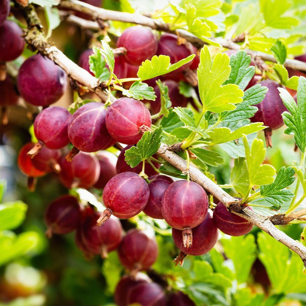 Fruit Plants & Vegetable Plants | J Parker Dutch Bulbs