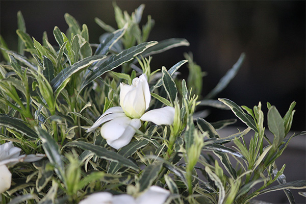 How to Plant and Grow Gardenia with J. Parker's