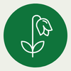 Growing Guides - How to Plant & Grow Nepeta & Calamintha - JParkers