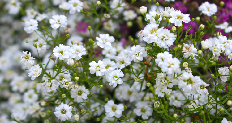 How to Plant and Grow Gypsophila with J. Parker's