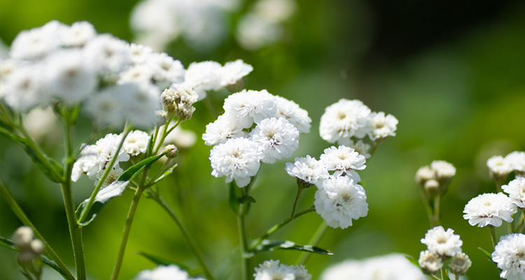 How to Plant and Grow Gypsophila with J. Parker's