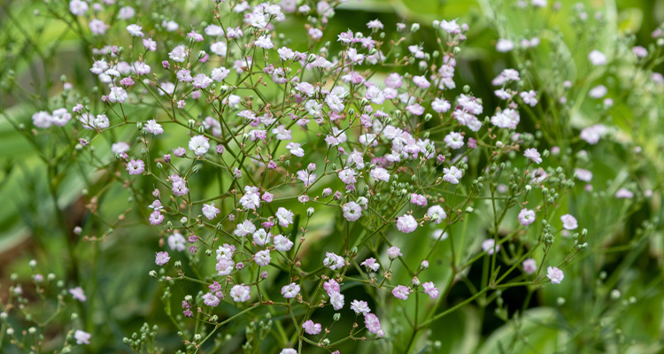 How to Plant and Grow Gypsophila with J. Parker's