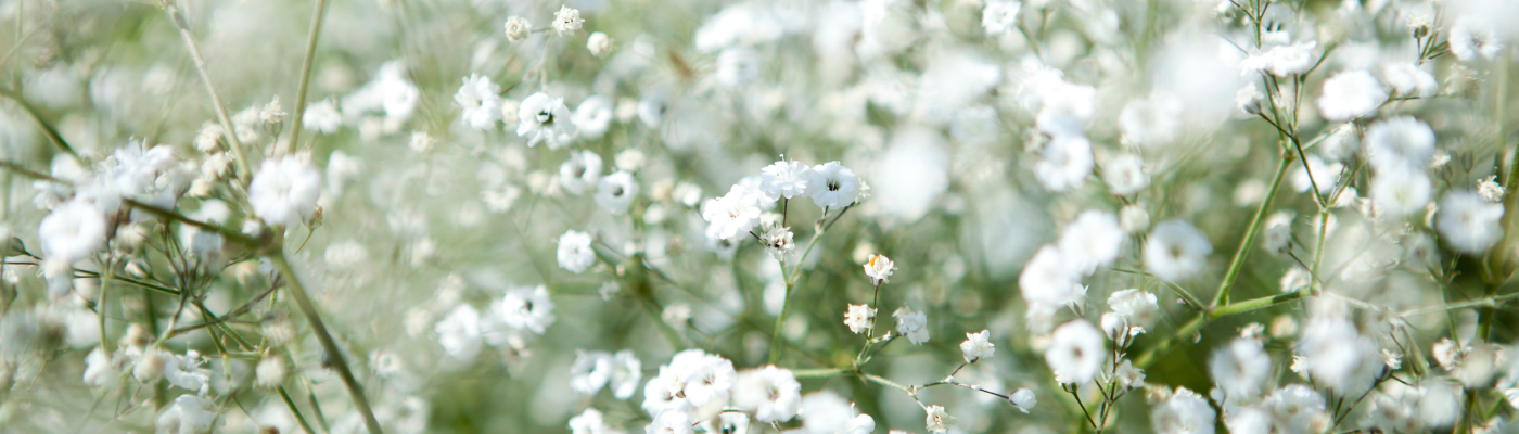 How to Plant and Grow Gypsophila with J. Parker's