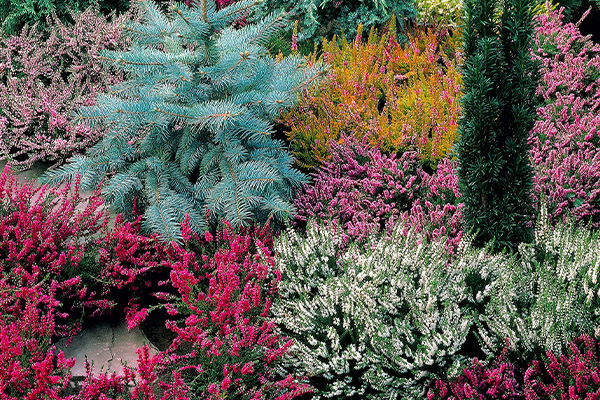 How to Plant and Grow Heathers with J. Parker's