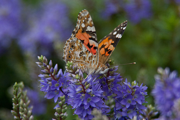 How to Plant and Grow Hebe with J. Parker's