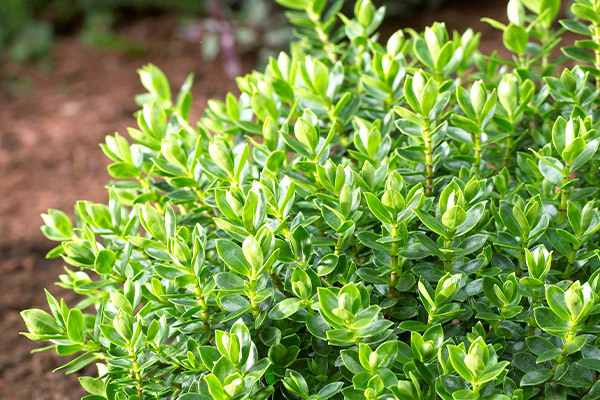 How to Plant and Grow Hebe with J. Parker's
