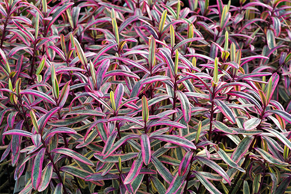 How to Plant and Grow Hebe with J. Parker's