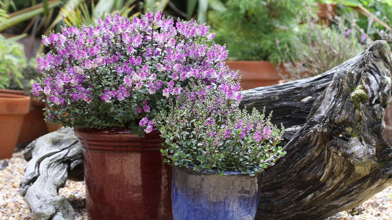 How to Plant and Grow Hebe with J. Parker's