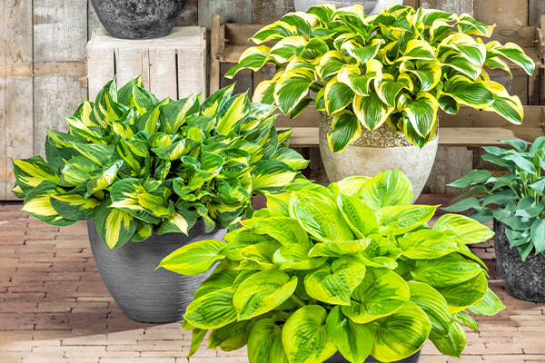 How to Plant and Grow Hostas with J. Parker's