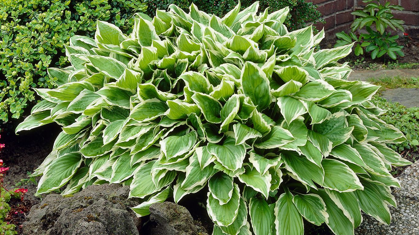 How to Plant and Grow Hostas with J. Parker's