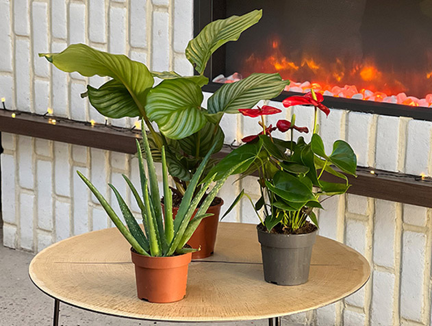 J. Parker's - Garden Plants & Bulbs