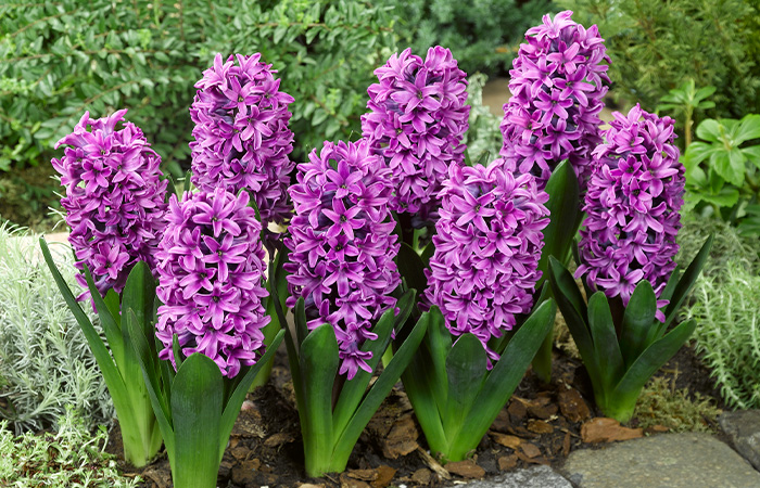 How to Plant and Grow Hyacinths with J. Parker's
