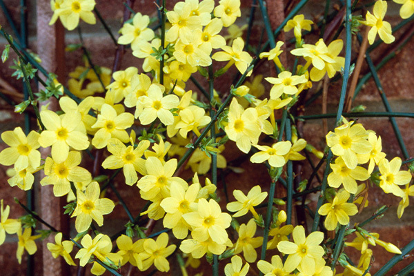 How to Plant and Grow Jasmine with J. Parker's