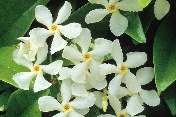How to Plant and Grow Jasmine with J. Parker's