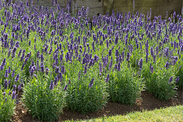 How to Plant and Grow Lavender with J. Parker's