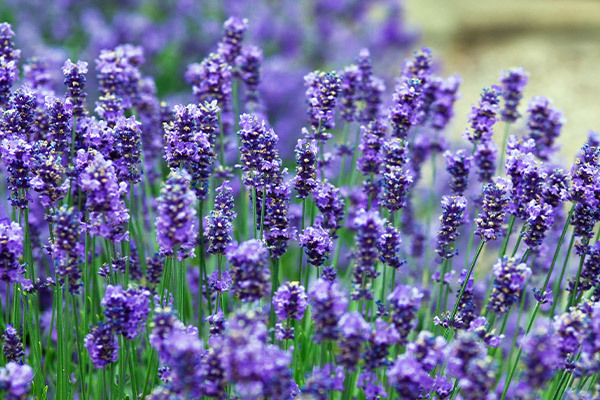 How to Plant and Grow Lavender with J. Parker's