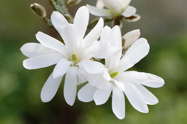 How to Plant and Grow Magnolia with J. Parker's