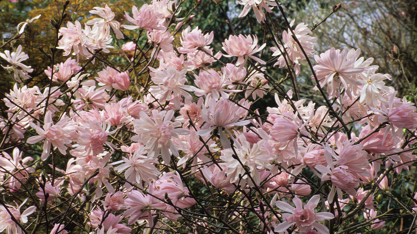 How to Plant and Grow Magnolia with J. Parker's