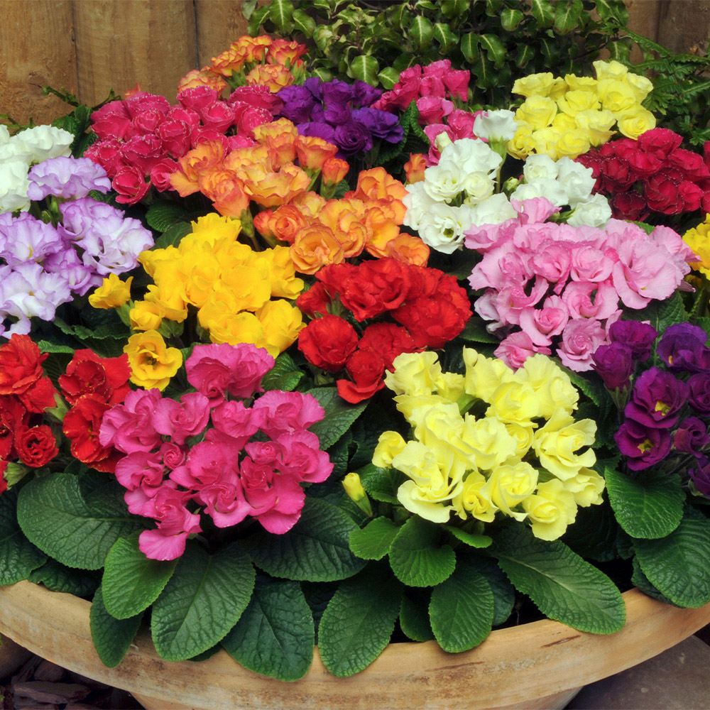Bedding Plants for the Garden | J Parkers Bulbs