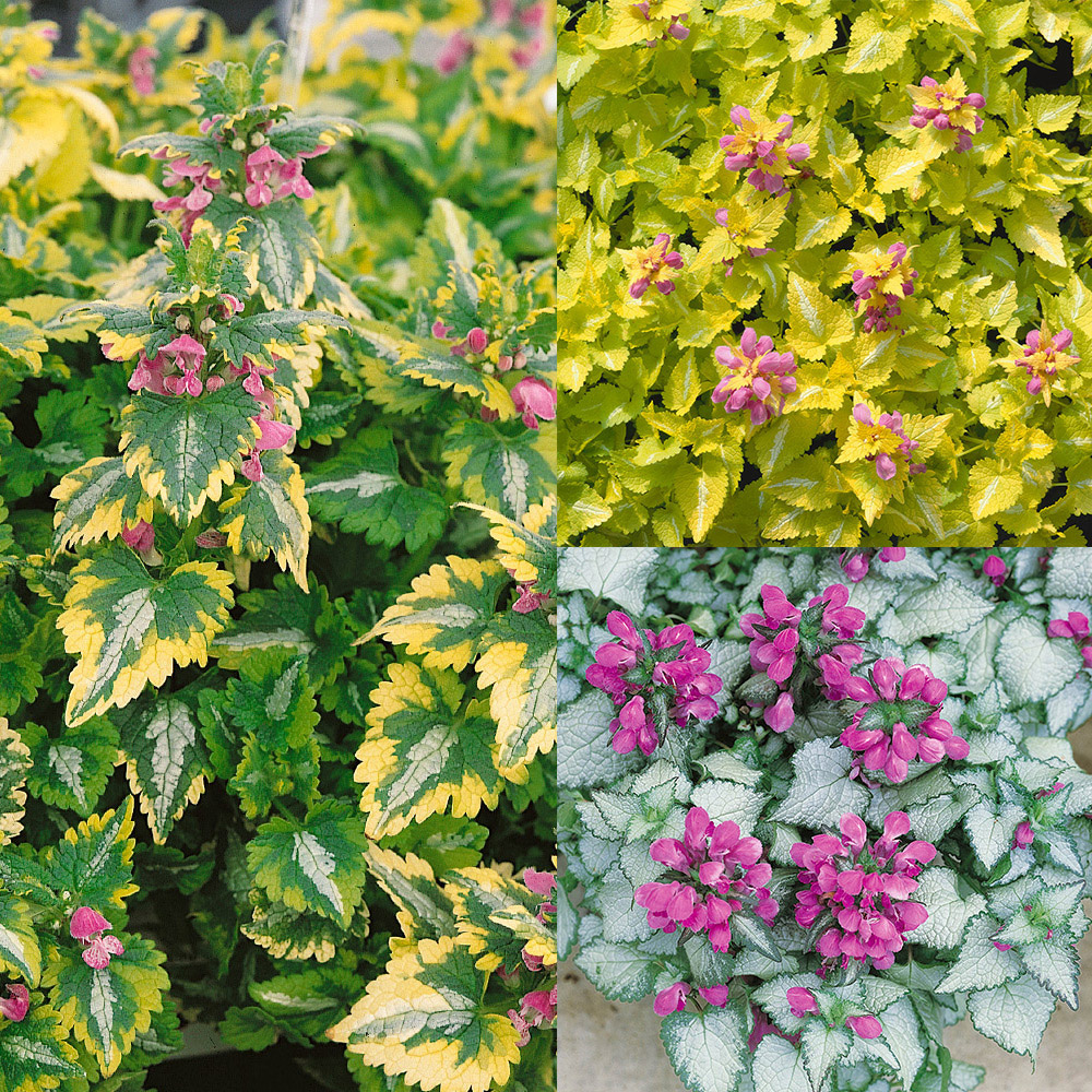 Bedding Plants for the Garden | J Parkers Bulbs