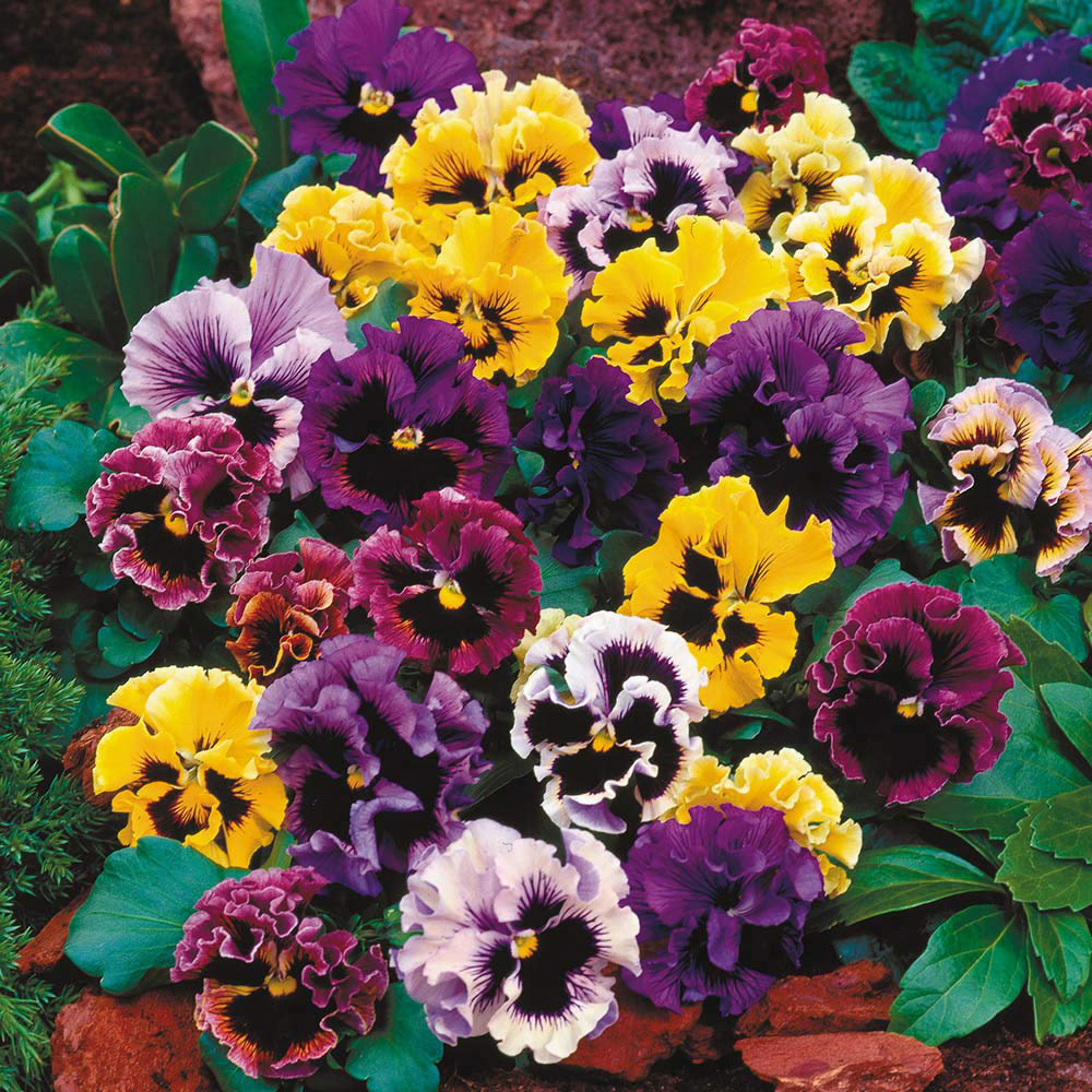 Bedding Plants for the Garden | J Parkers Bulbs
