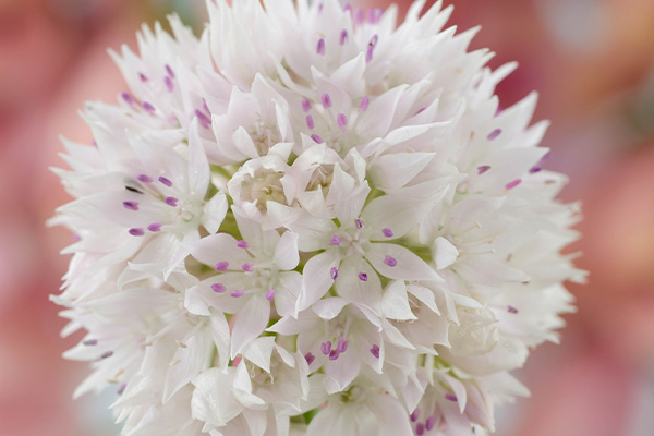 How to Plant and Grow Alliums with J. Parker's