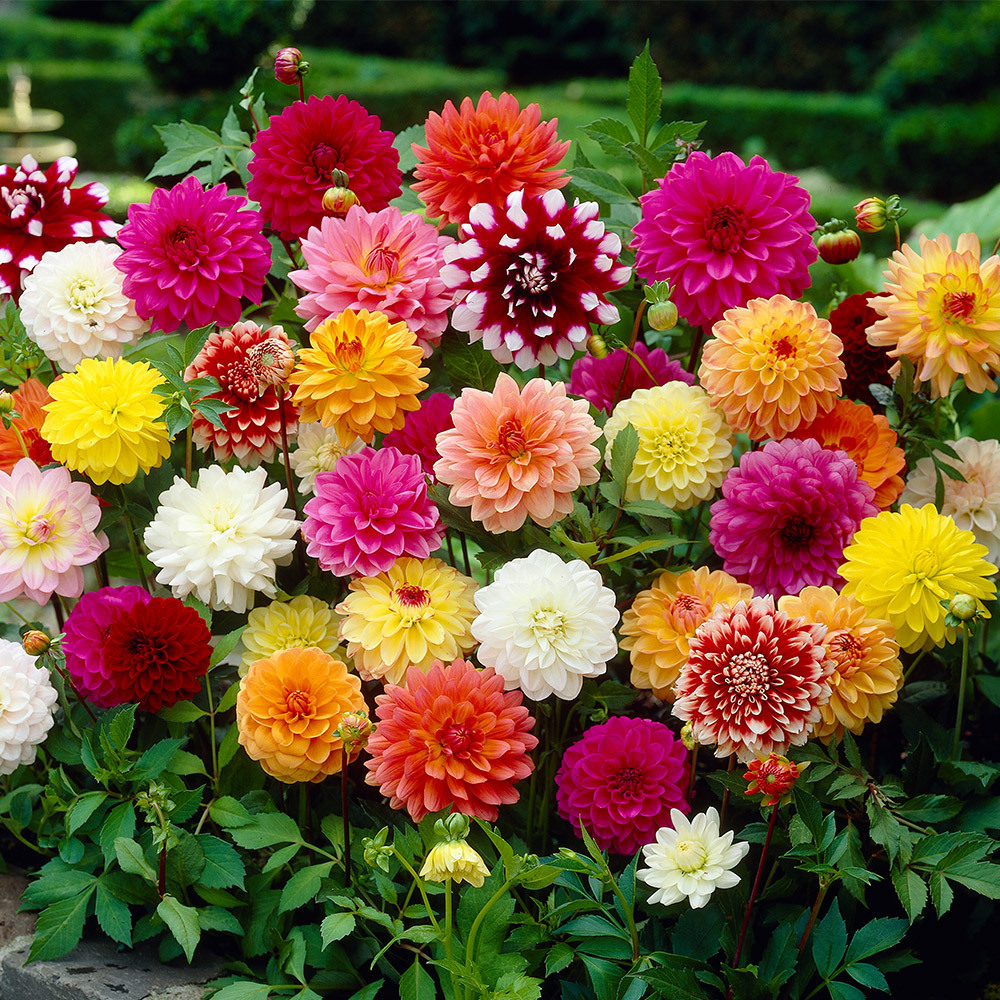 Collections and Mixtures Explained with J. Parker's