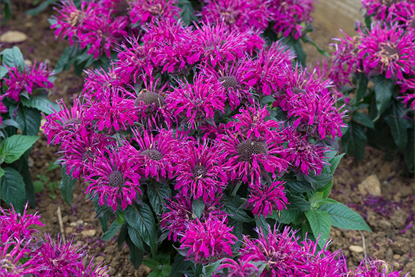 How to Plant and Grow Monarda with J. Parker's
