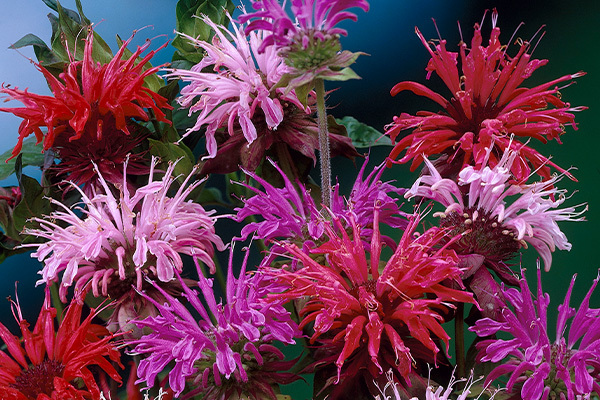 How to Plant and Grow Monarda with J. Parker's