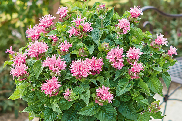How to Plant and Grow Monarda with J. Parker's