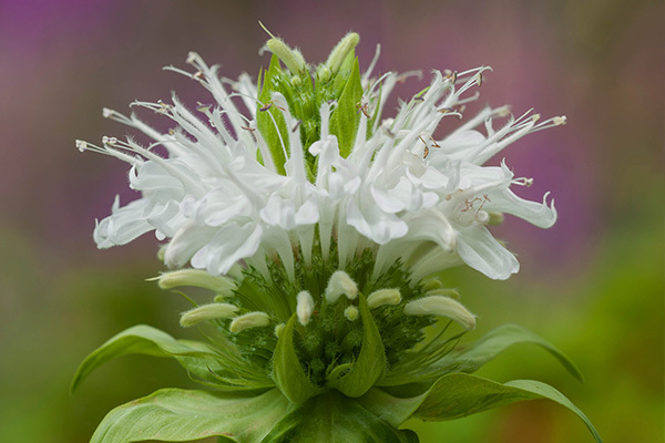 How to Plant and Grow Monarda with J. Parker's