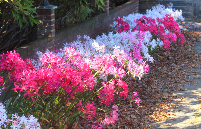 How to Plant and Grow Nerine with J. Parker's