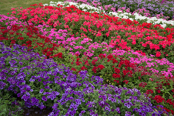 How to Plant and Grow Phlox with J. Parker's