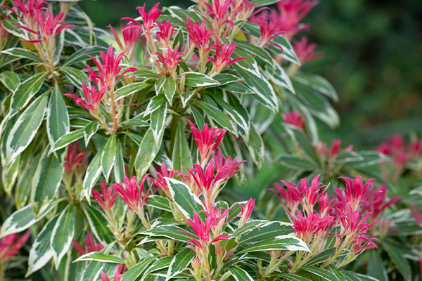 How to Plant and Grow Pieris with J. Parker's