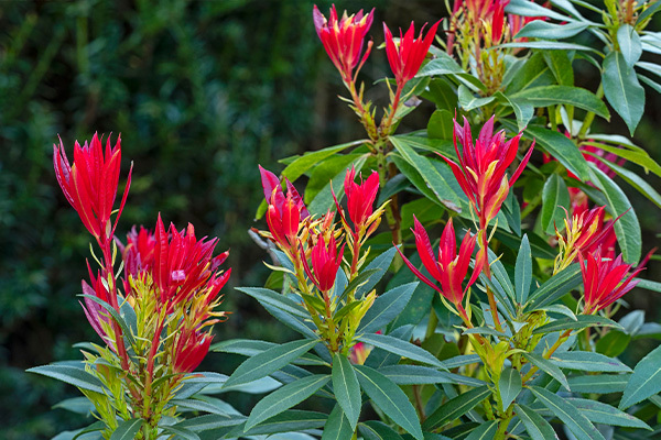 How to Plant and Grow Pieris with J. Parker's
