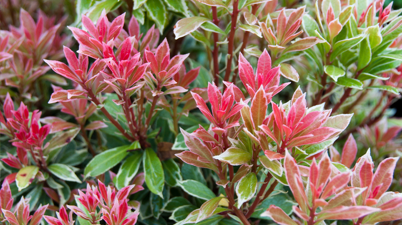 How to Plant and Grow Pieris with J. Parker's
